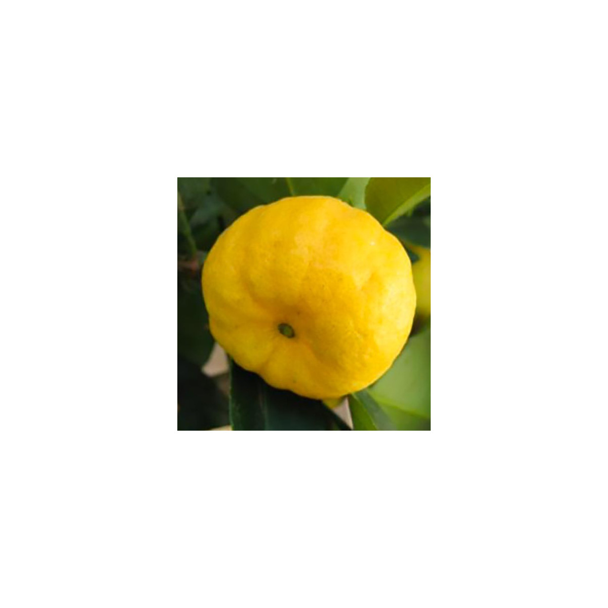 Pursha (Limoncino dolce)