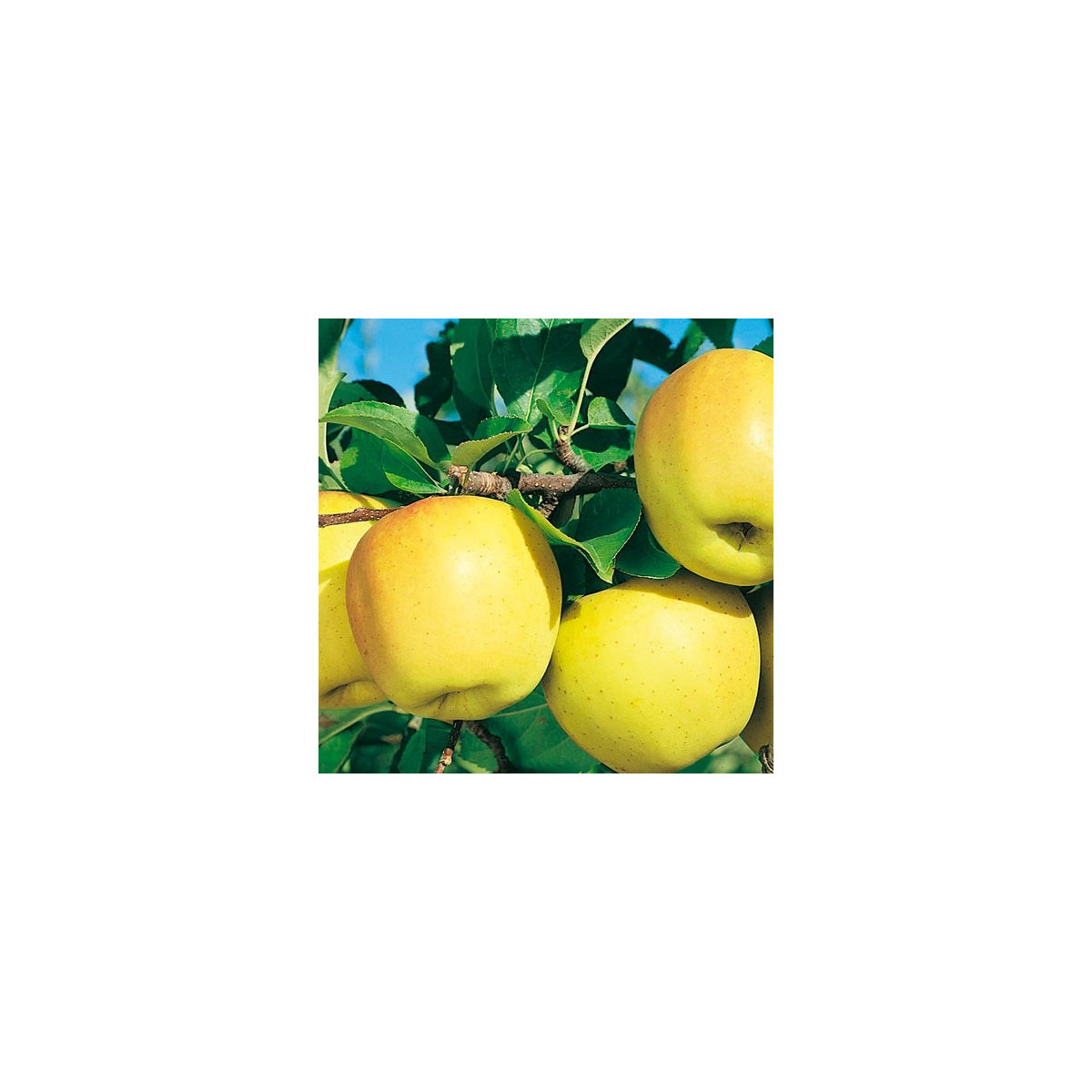 Mela Golden Delicious