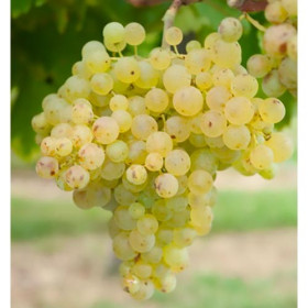 Uva Glera (per prosecco)
