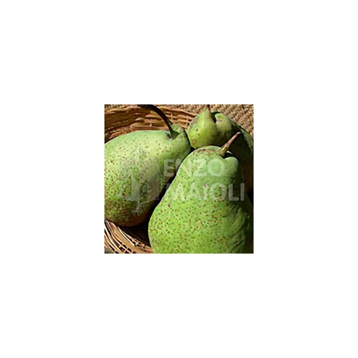 Pera Ammazza Cavallo