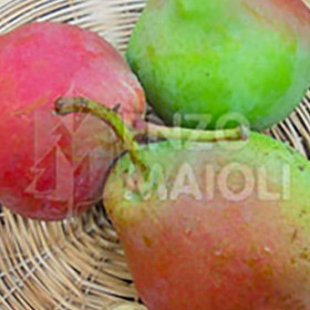 Pera Butirra Rosata Morettini