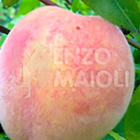 Pesca Gialla di Montalcino