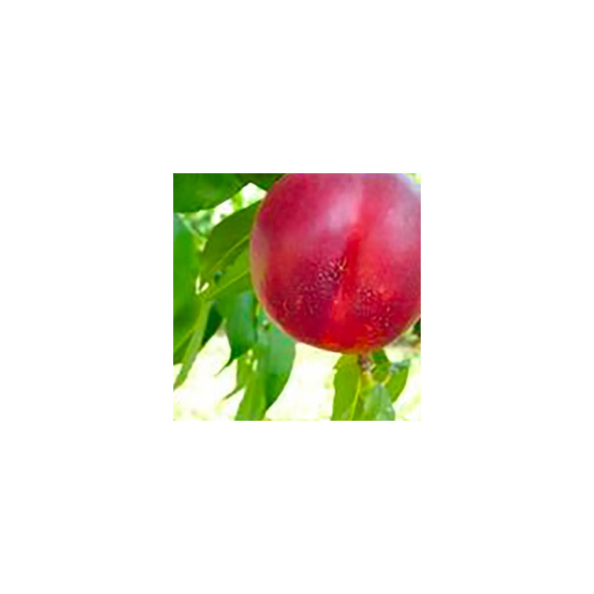 Pesca Noce Firebrite