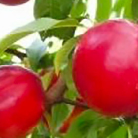 Pesca Noce Flavortop