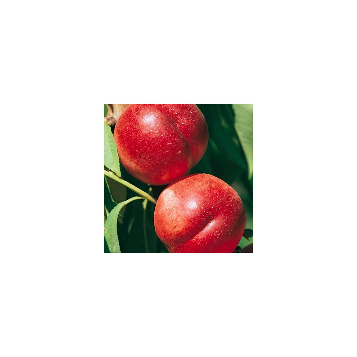 Pesca Noce Snow Queen