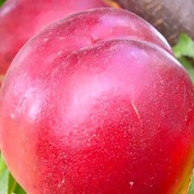 Pesca Noce Morsiani Tardiva