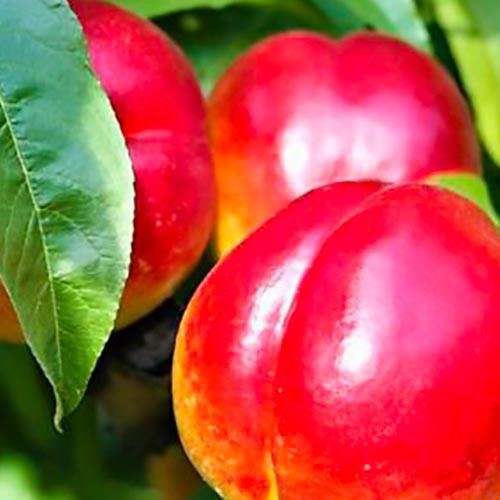 Pesca Noce Maria Carla