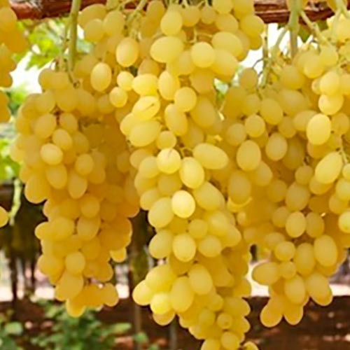 Uva Regal Seedless (apirena)