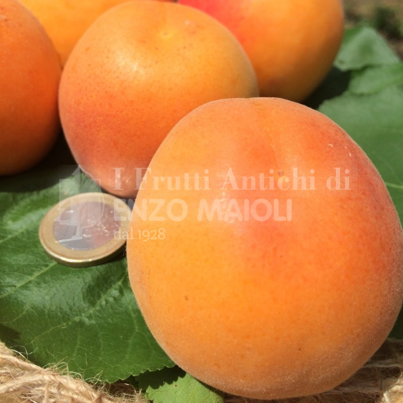 Albicocca Amabile Vecchioni
