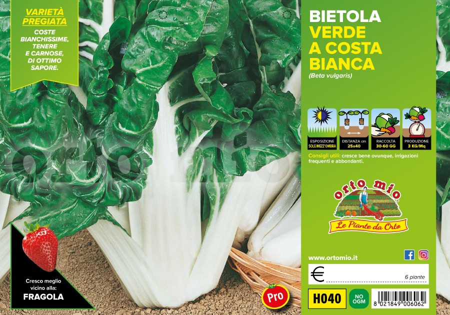 Piantine da orto – Acquista piante di basilico cetriolo cicoria cipolla ...