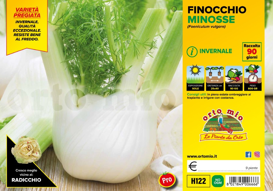 Finocchio invernale Minosse F1 - 9 piante - Orto Mio