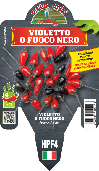 Peperoncino piccante HOT - Violetto o fuoco nero - 1 pianta vaso 14 ...