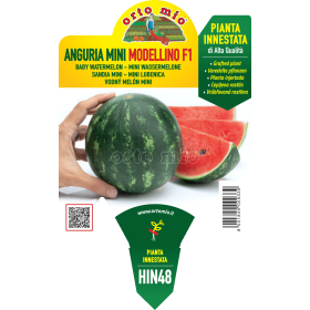 Anguria mini - Cometa F1 (ex Modellino) - 1 pianta innestata vaso 14 ...