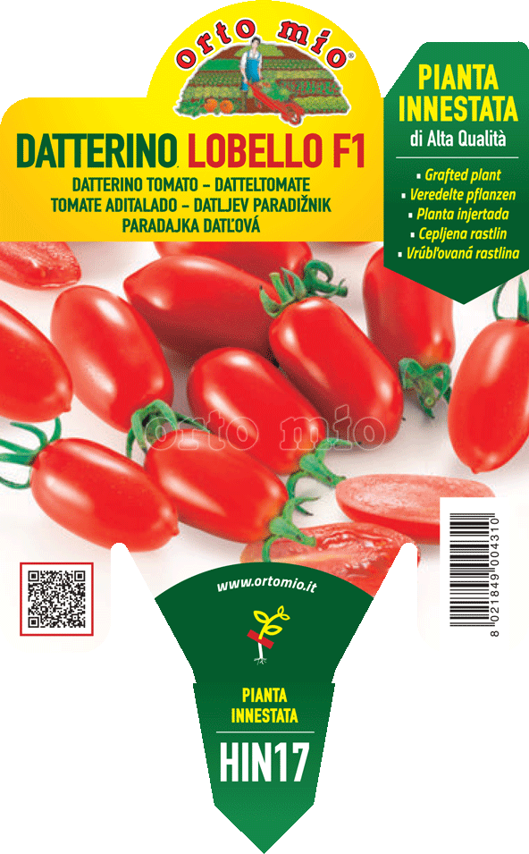 Pomodoro datterino - Lobello Plus F1 (ex lobello) - 1 pianta innestata ...