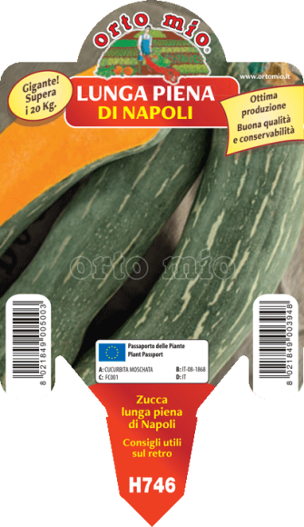 Zucca lunga piena di Napoli- 1 pianta vaso 10 - Orto Mio