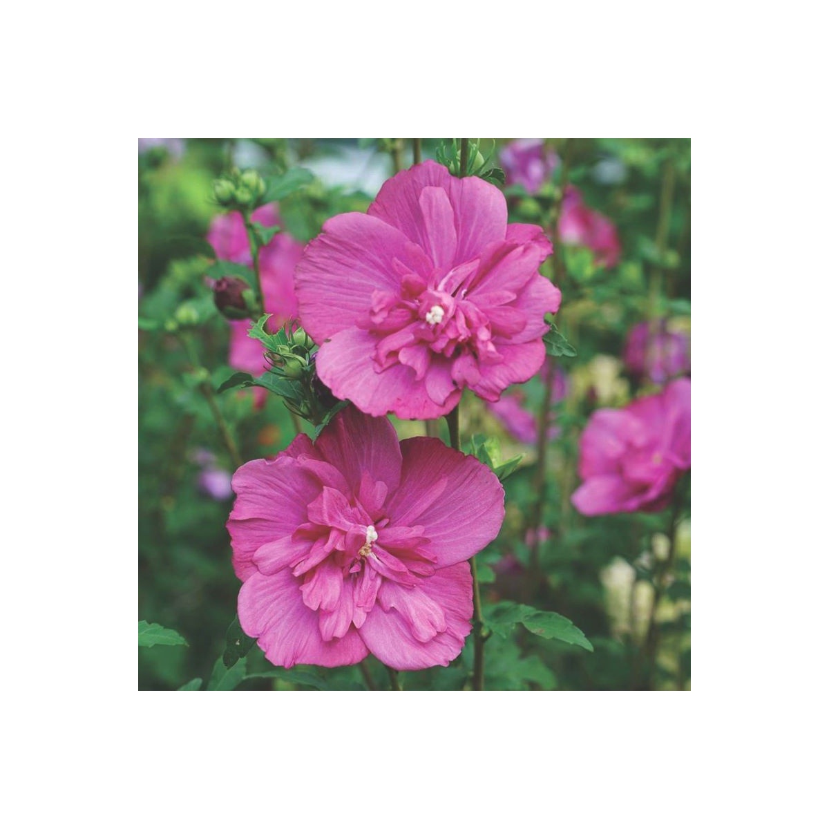 Hibiscus syriacus Magenta Chiffon