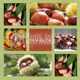 6 Marroni europei varietÃ mix