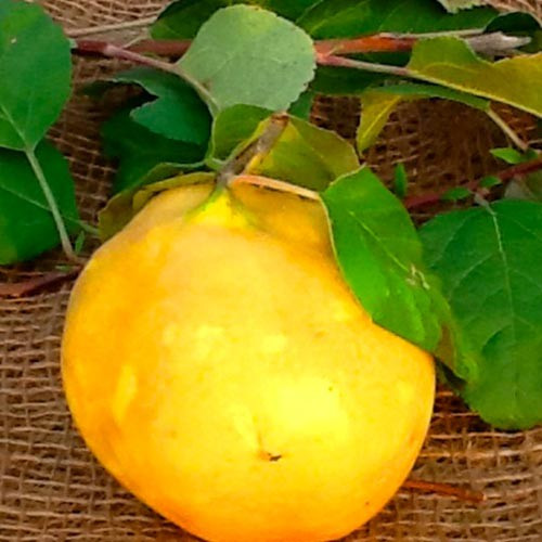 Mela cotogna Lescovatz